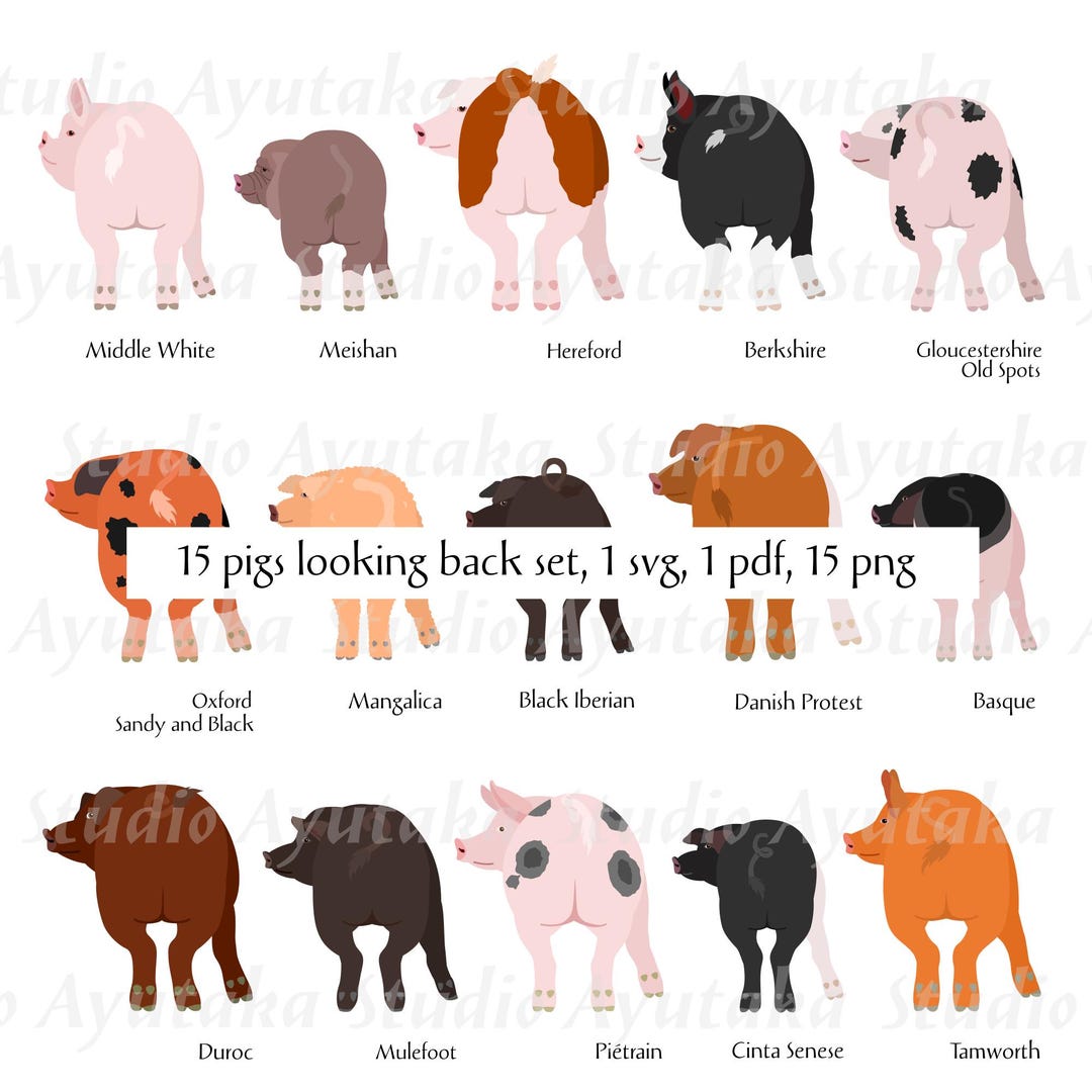 15 Pigs Looking Back Clipart Set, Svg, Pdf, Png, Hand-drawn Digital ...