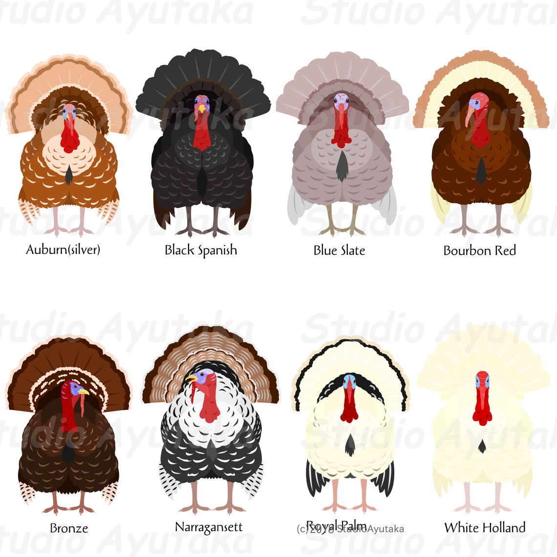 Turkey Breeds Ai Pdf Png - Etsy