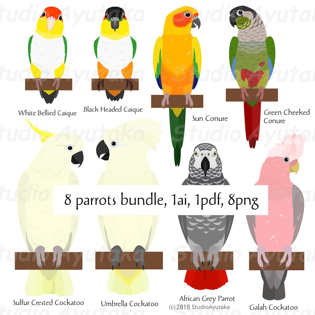 8 Pet Parrot Birds Bundle, Ai, Pdf, Png - Etsy