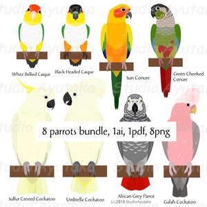 8 Pet Parrot Birds Bundle, Ai, Pdf, Png - Etsy