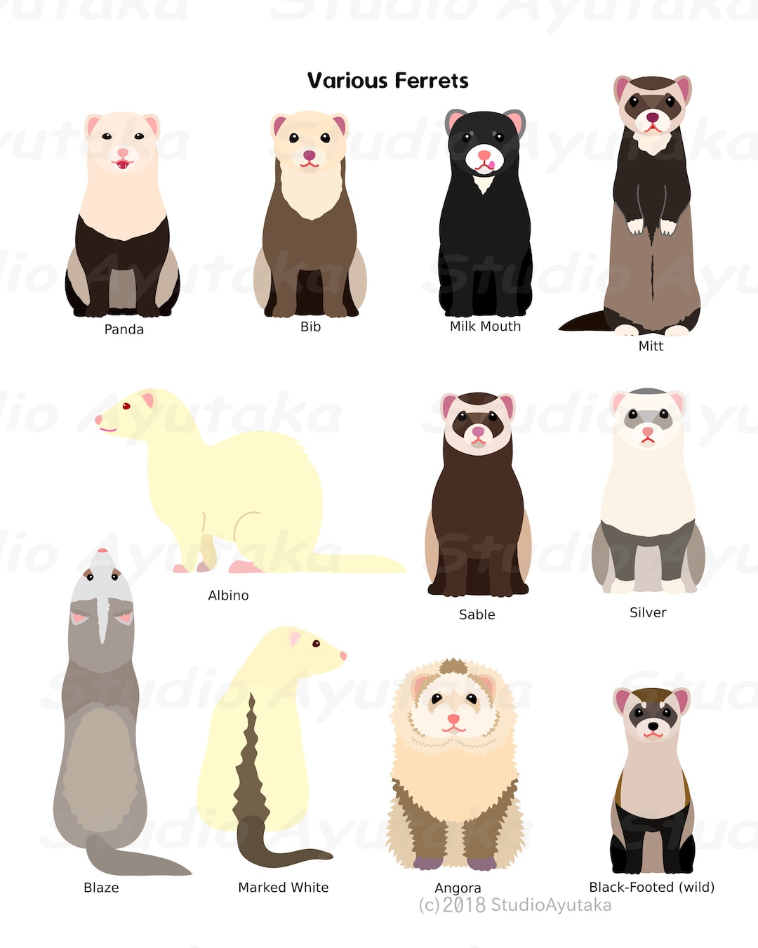 Various Ferrets Chart , Svg, Png, Jpg, 16*20'' - Etsy