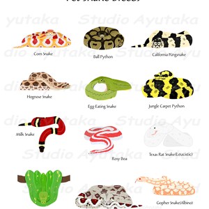 12 Breeds of Pet Snake Chart, 1 Pdf, 1 Jpg, 1 Png, 16*20'' - Etsy