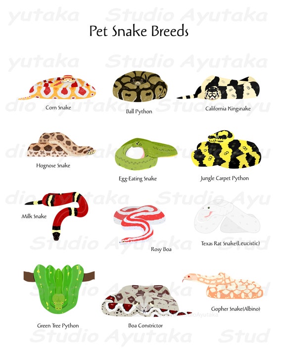 Different Types Of Pet Snakes