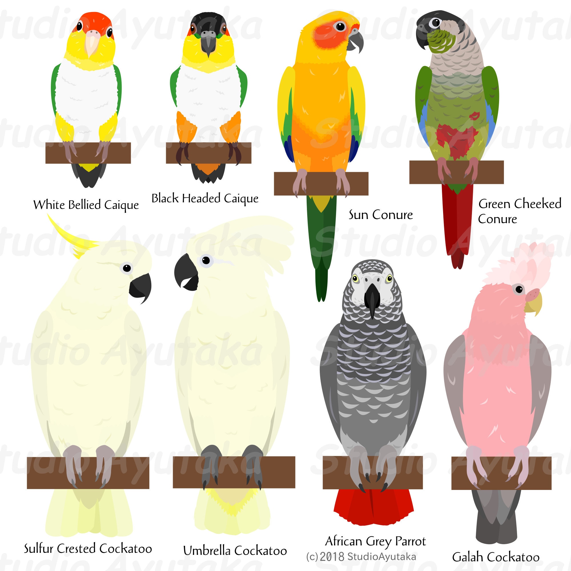 8 Pet Parrot Birds Bundle Ai Pdf Png - Etsy