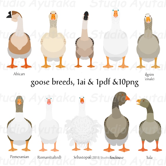 Goose Breeds Ai Pdf Png - Etsy