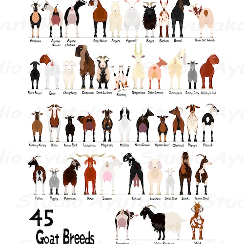 46 Breeds of Sheep Chart Svg Png Jpg 1620 - Etsy 46 Breeds of Sheep Chart Svg Png Jpg 1620 - Etsy