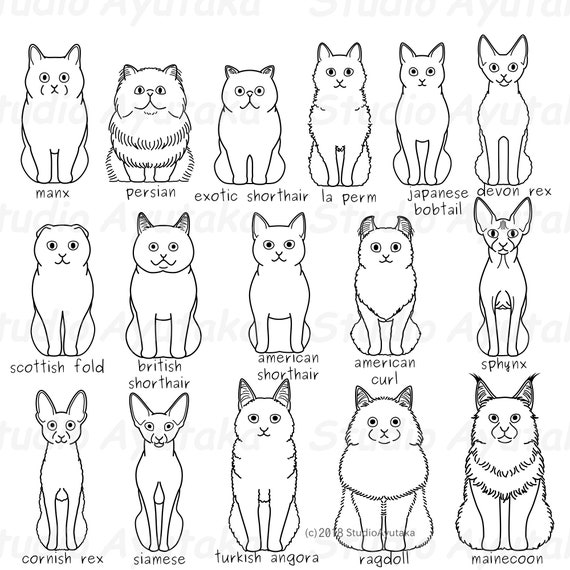 Sitting Cat Front Drawing