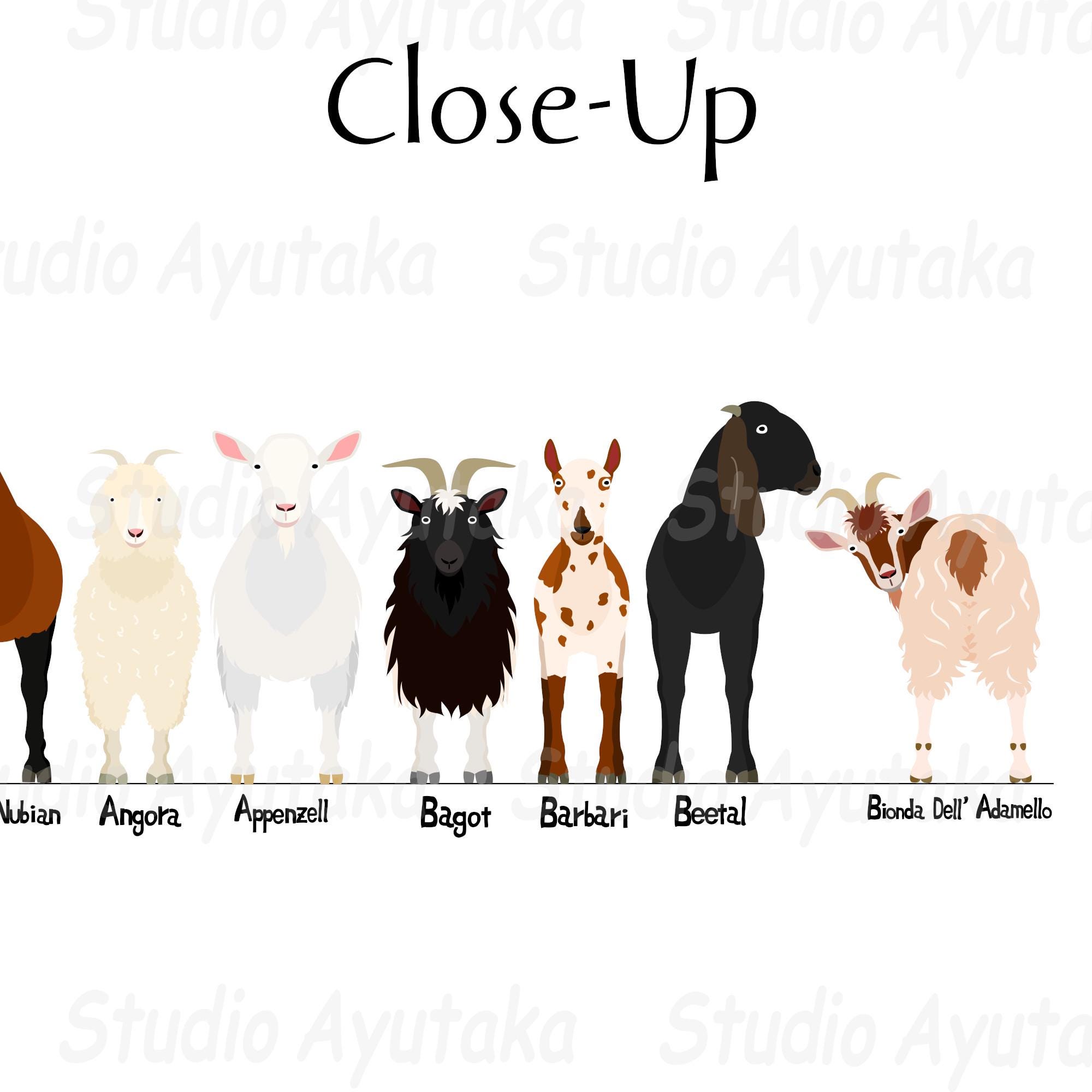 45 Breeds of Goat Digital Chart, Svg, Jpg, Png, 16*20" - Etsy