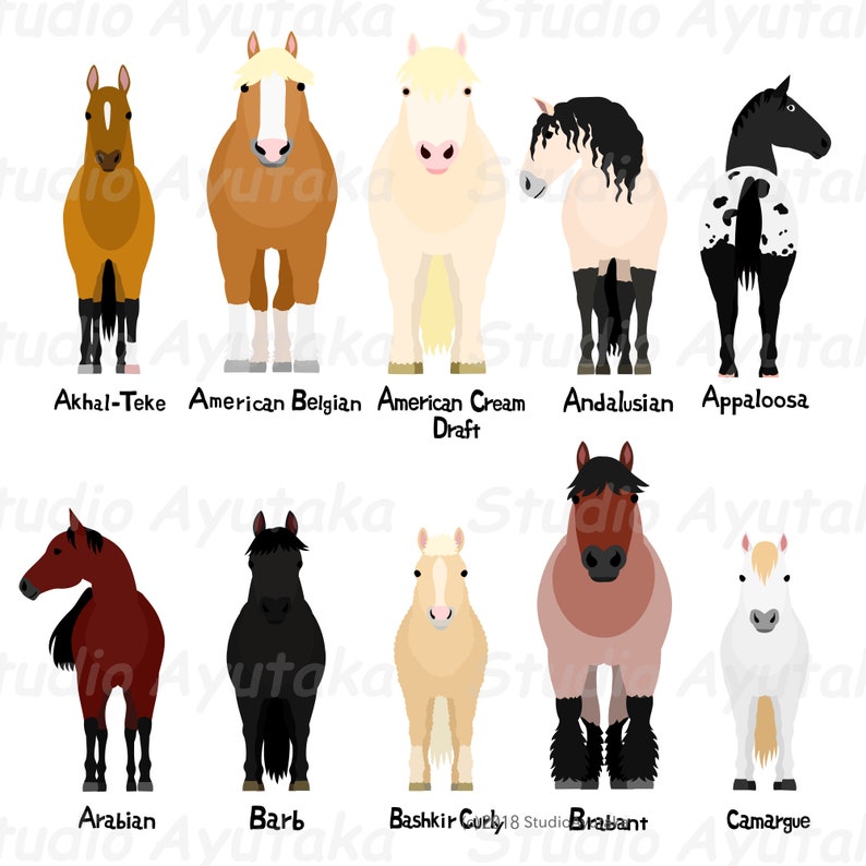Horse Breed AC Bundle Ai Pdf Png | Etsy
