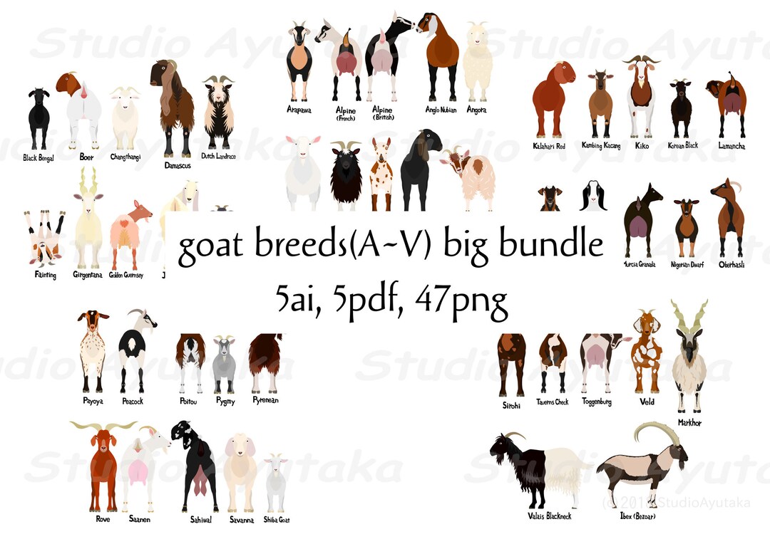 Bundle of 47 Breeds Goats Cliparts - Hand-drawn Digital Art, Png, Ai ...
