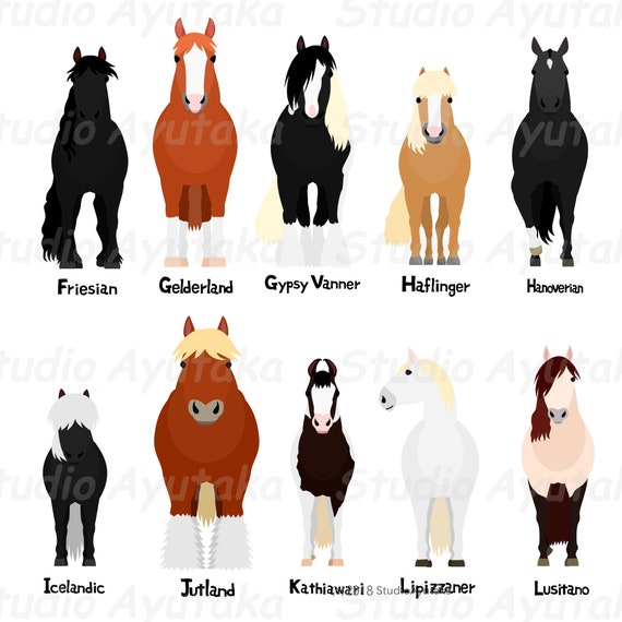 Horse Breeds Gelderlander Dutch Warmblood Horse Breed Info & Facts