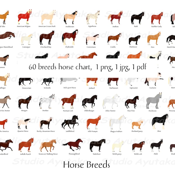 Horse Breed Chart - Etsy