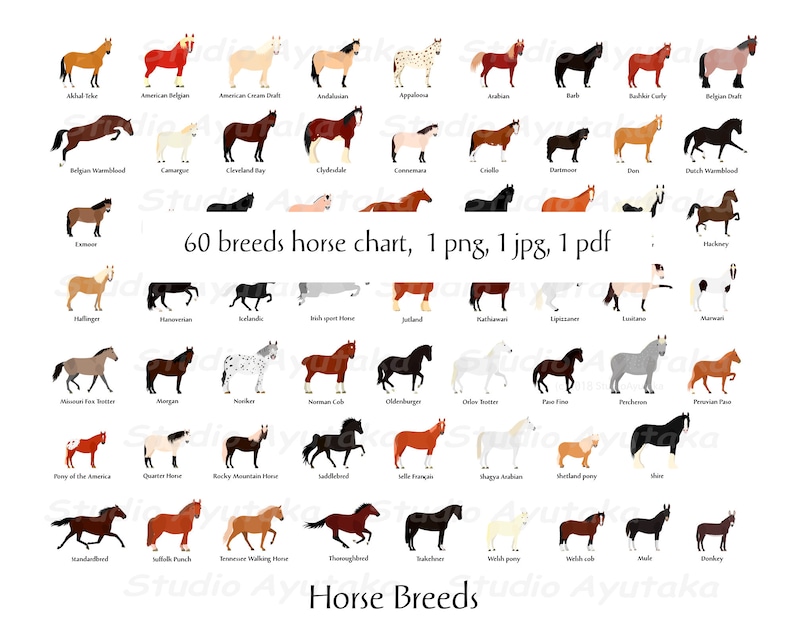 60 Horse Breeds(+mule&donkey) 16*20''printable Chart, Jpg, Pdf, Png - Etsy