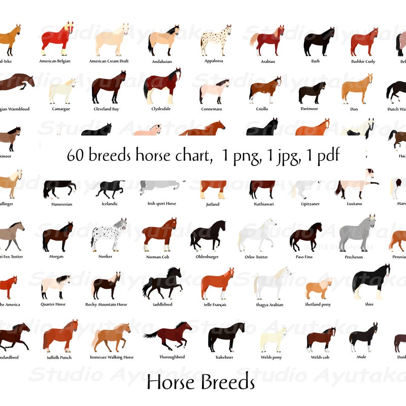Horse Breed Chart - Etsy