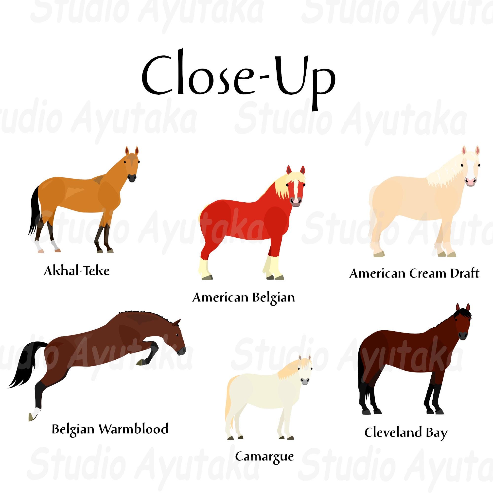 60 Horse Breeds(+mule&donkey) 16*20''printable Chart, Jpg, Pdf, Png - Etsy