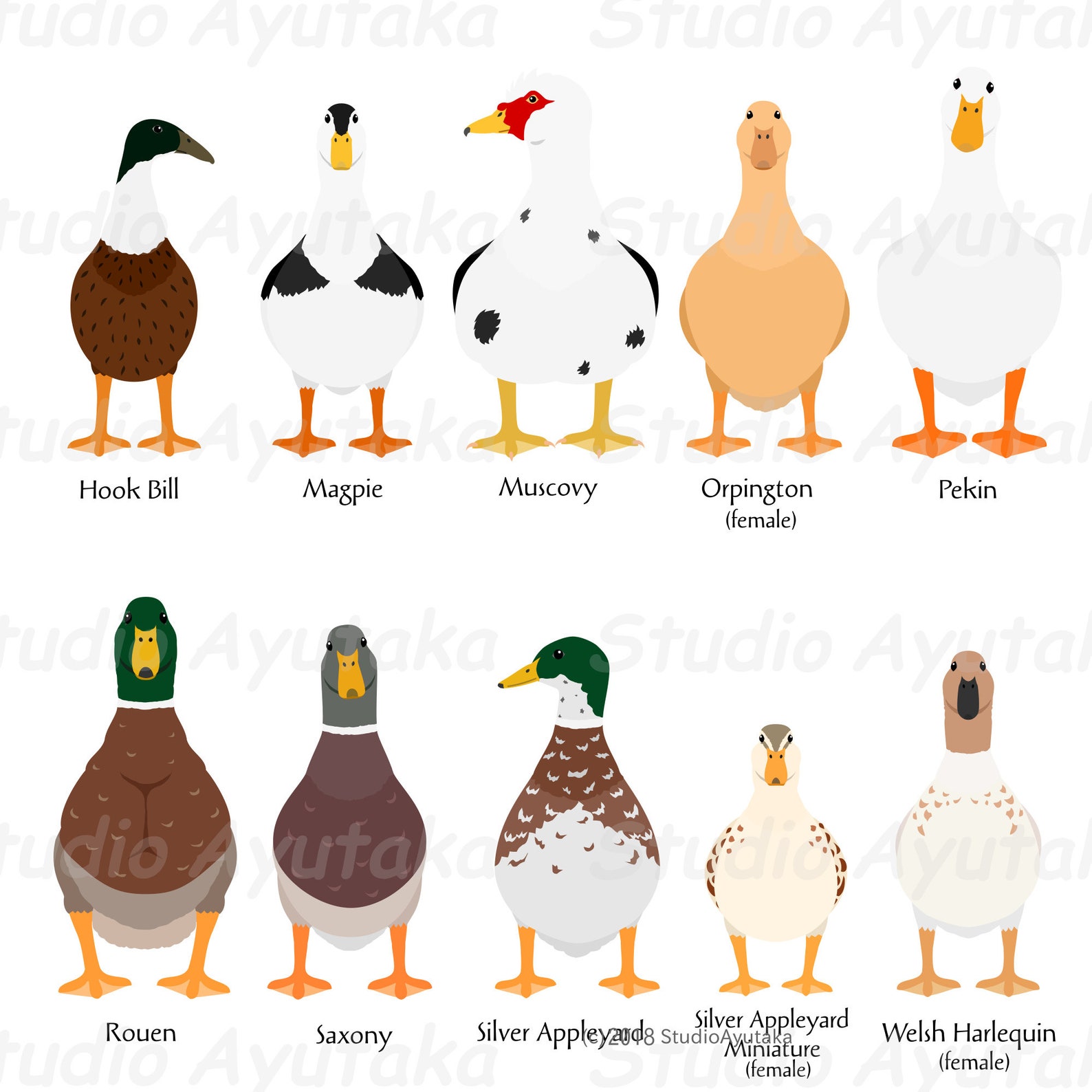 Duck Breeds(h~w), Ai, Pdf, Png - Etsy