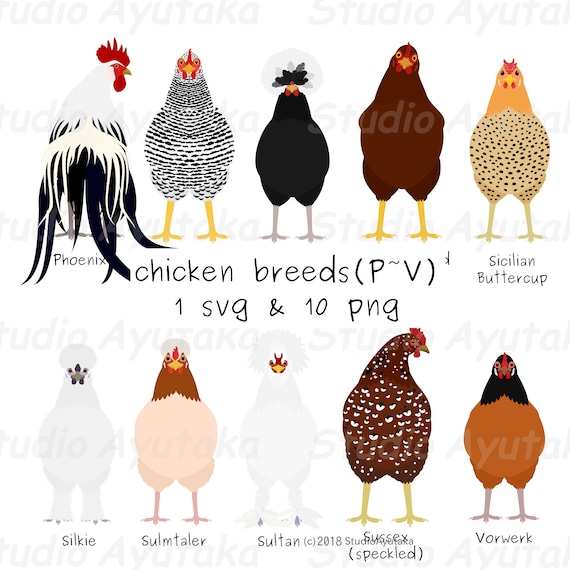 Races de poulet PV svg png | Etsy
