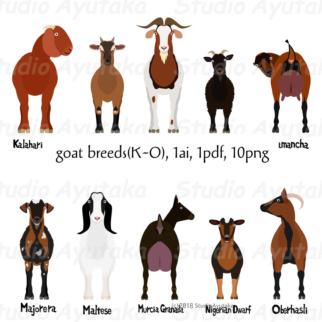 Goat Breeds K~O Bundle, Ai, Pdf, Png - Etsy