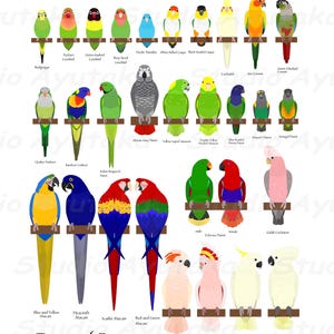 Types of Parrots Chart, Cartoon Parrots Chart, Digital Design, Jpg, Pdf ...