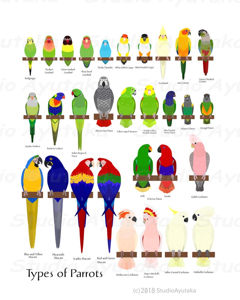 Types of Parrots Chart, Cartoon Parrots Chart, Digital Design, Jpg, Pdf ...