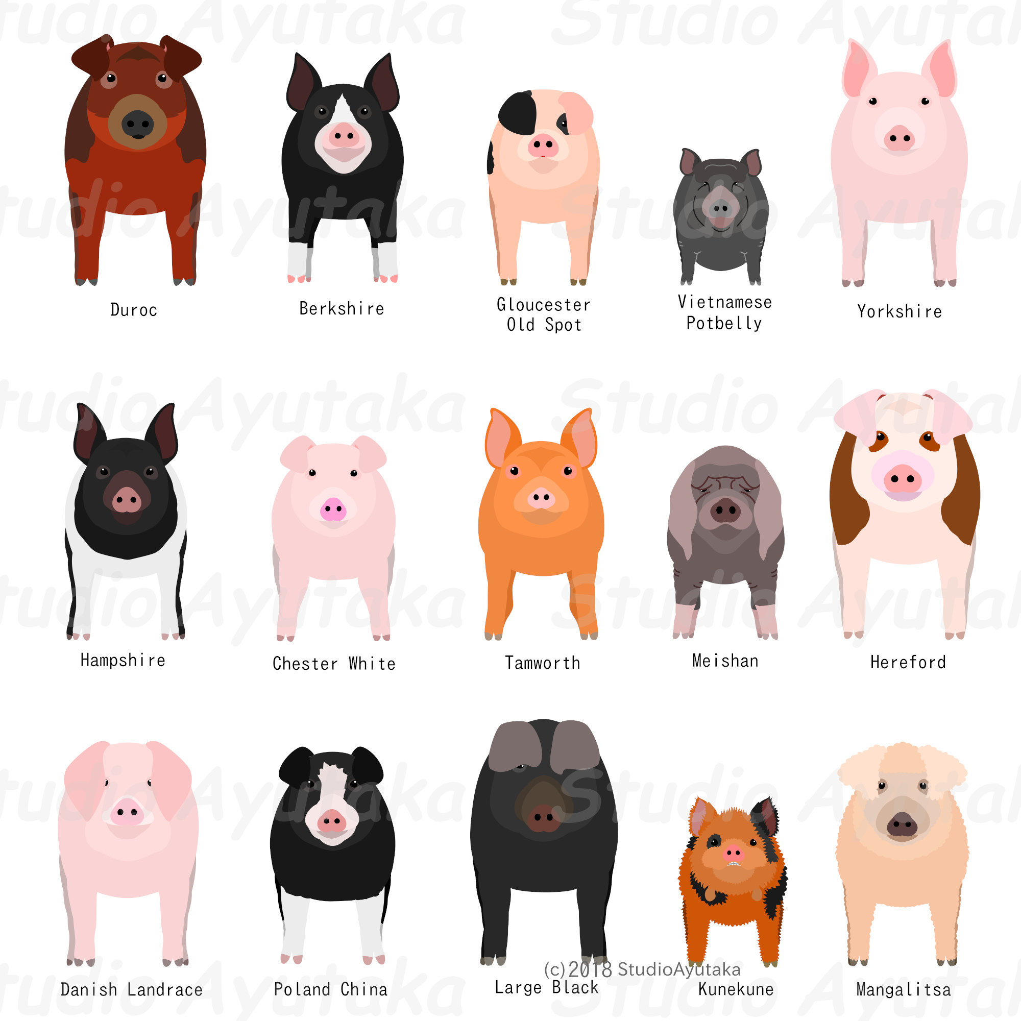 Different Types Of Pigs