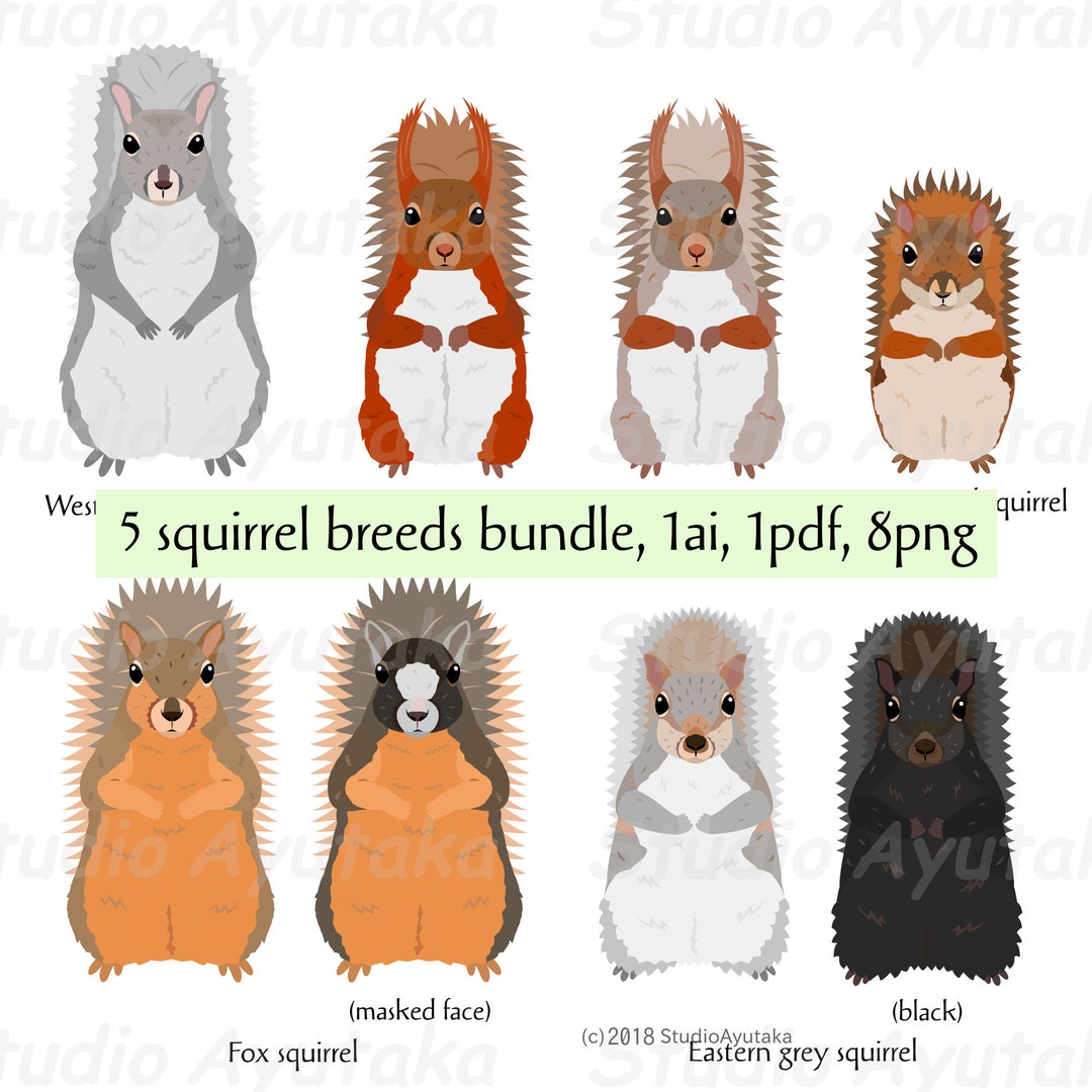 5 Squirrel Breeds Bundle, Png, Ai, Pdf - Etsy