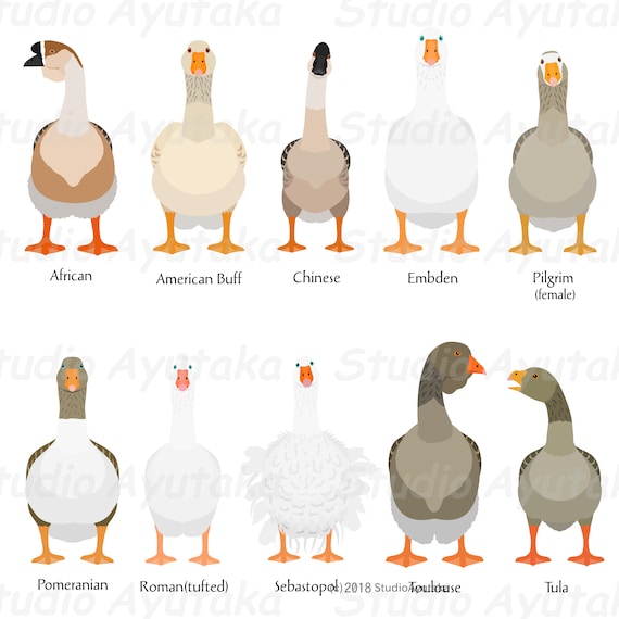 A4 Breeds Of Geese, 41% OFF | trabajos.ceostenerife.com