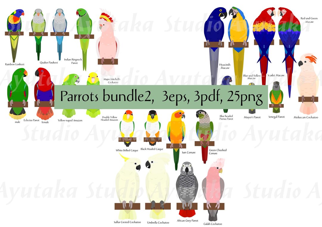 Parrots Species Image Bundle, Eps, Pdf, Png, Illustration, Digital ...