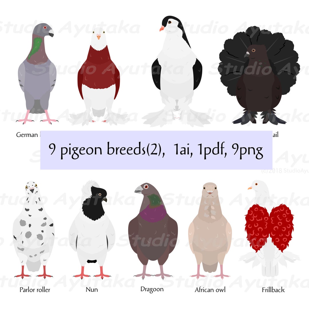 9 Pigeon Breeds Bundle(2), Png, Ai, Pdf - Etsy