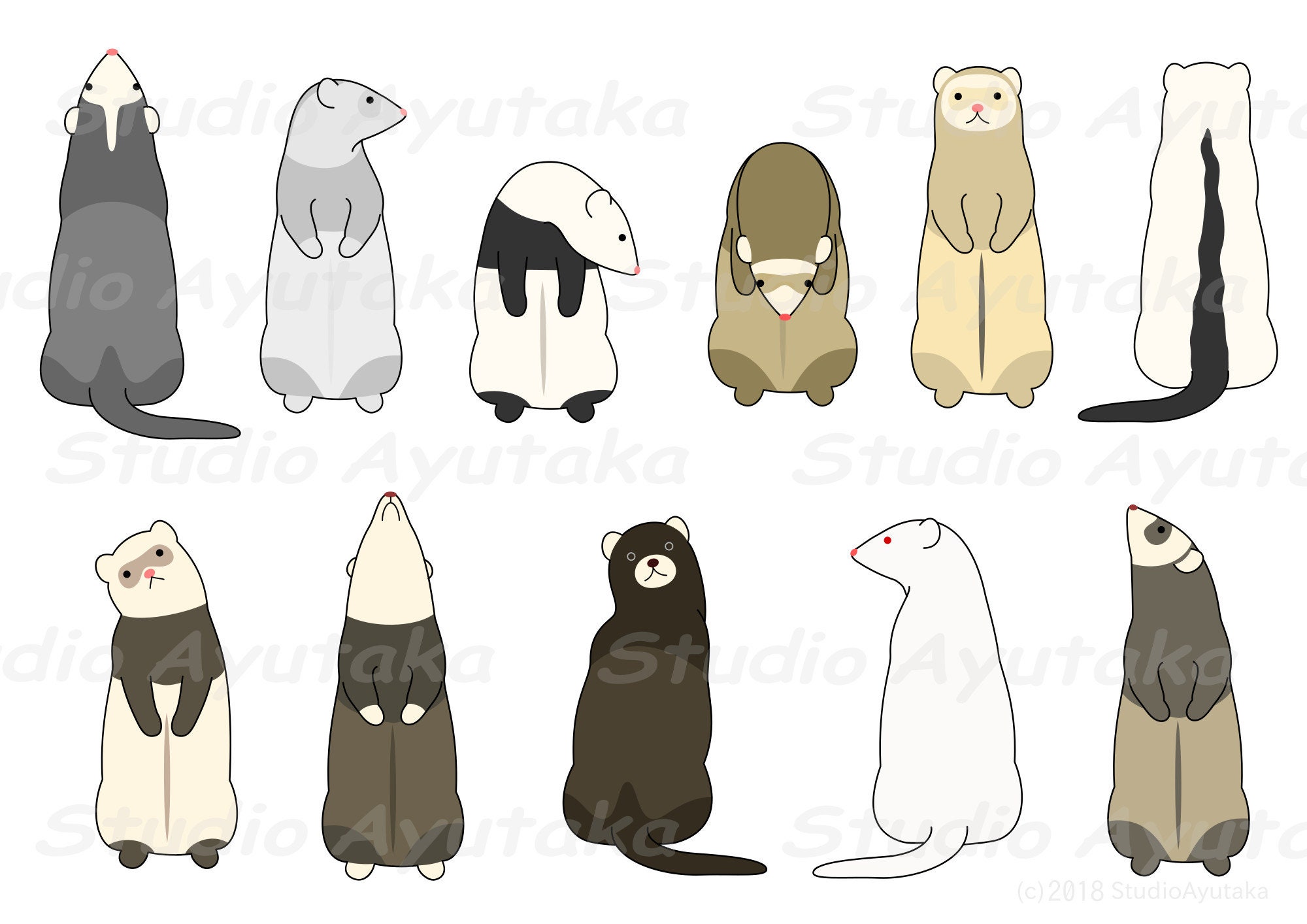 Ferret Standing Drawing