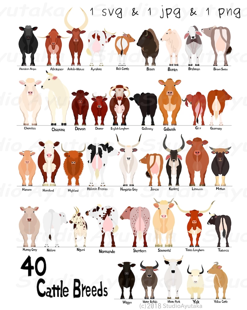 40 Breeds of Cattle Digital Chart, Svg, Jpg, Png, 16*20'' - Etsy