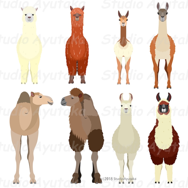 Camels, Llamas, Alpacas Bundle, Png, Ai, Pdf - Etsy