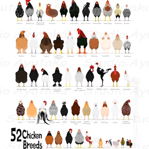 46 Breeds of Sheep Chart Svg Png Jpg 1620 - Etsy 46 Breeds of Sheep Chart Svg Png Jpg 1620 - Etsy