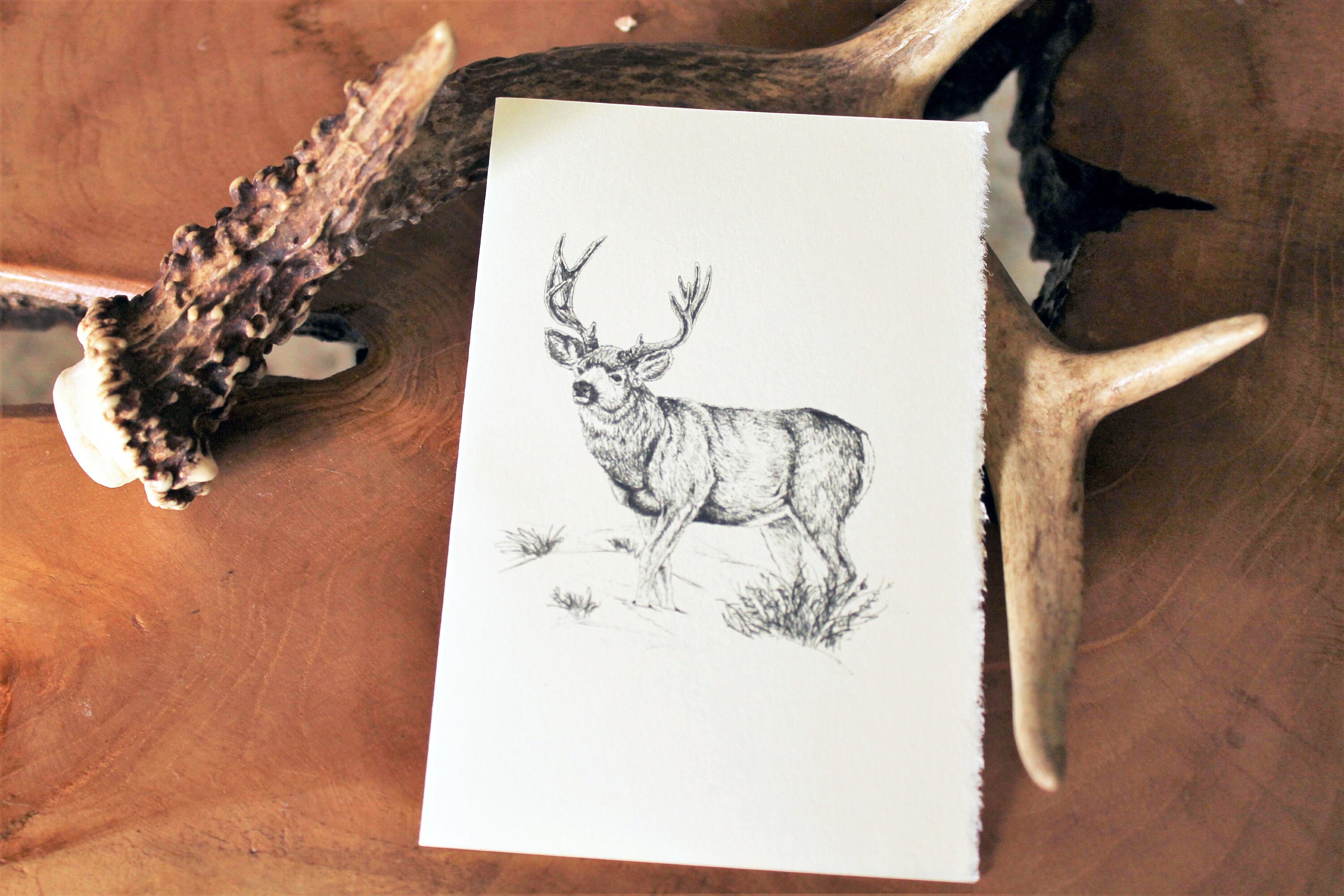 4x6 Mule Deer Note Card or Greeting Card - Etsy
