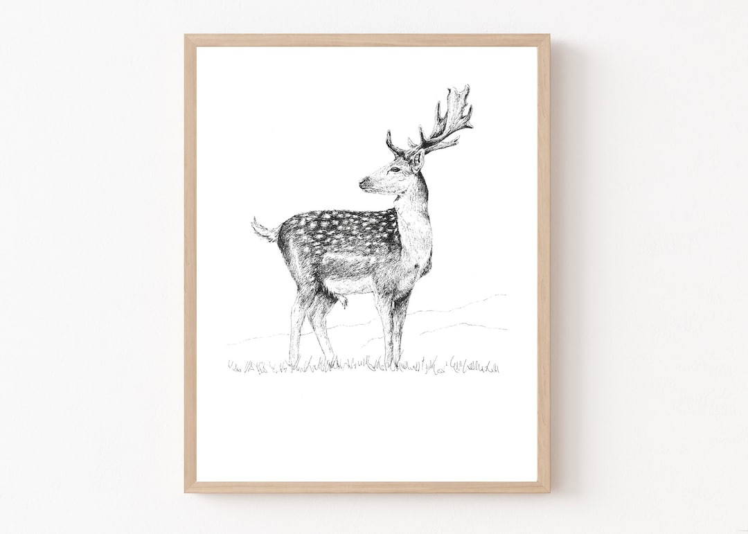 Fallow Deer in Ink Print - Etsy