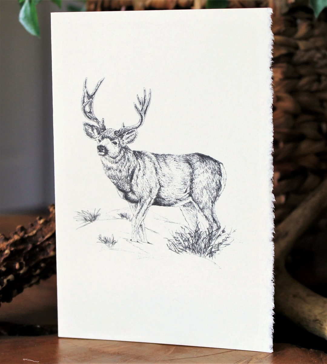4x6 Mule Deer Note Card or Greeting Card - Etsy