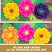 Luau Paper Flowers, Tropical Paper Flowers, Hawaiian Paper Flowers ...