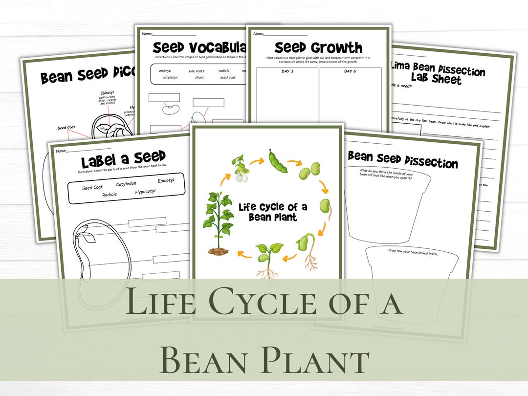 Life Cycle of a Bean Plant Printable - Etsy UK