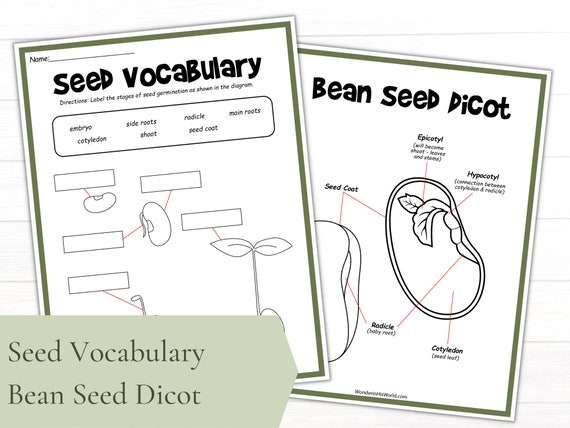 Bean Plant Parts Printable Label