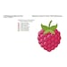 Raspberry Embroidery Design - Etsy