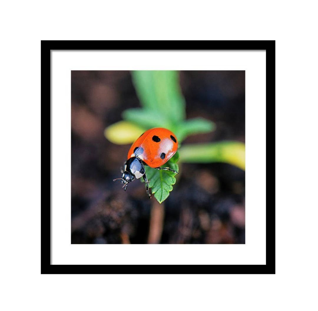 Lady Bug, Cannabis Macro, Cannabis Art, Stoner Gift, Marijuana Poster ...