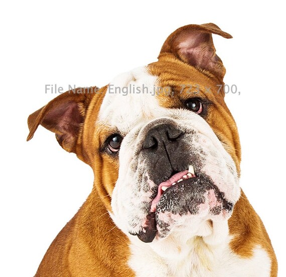 Bulldog Note Cards (24 Fold-over Cards And Envelopes) Dog, 46% OFF