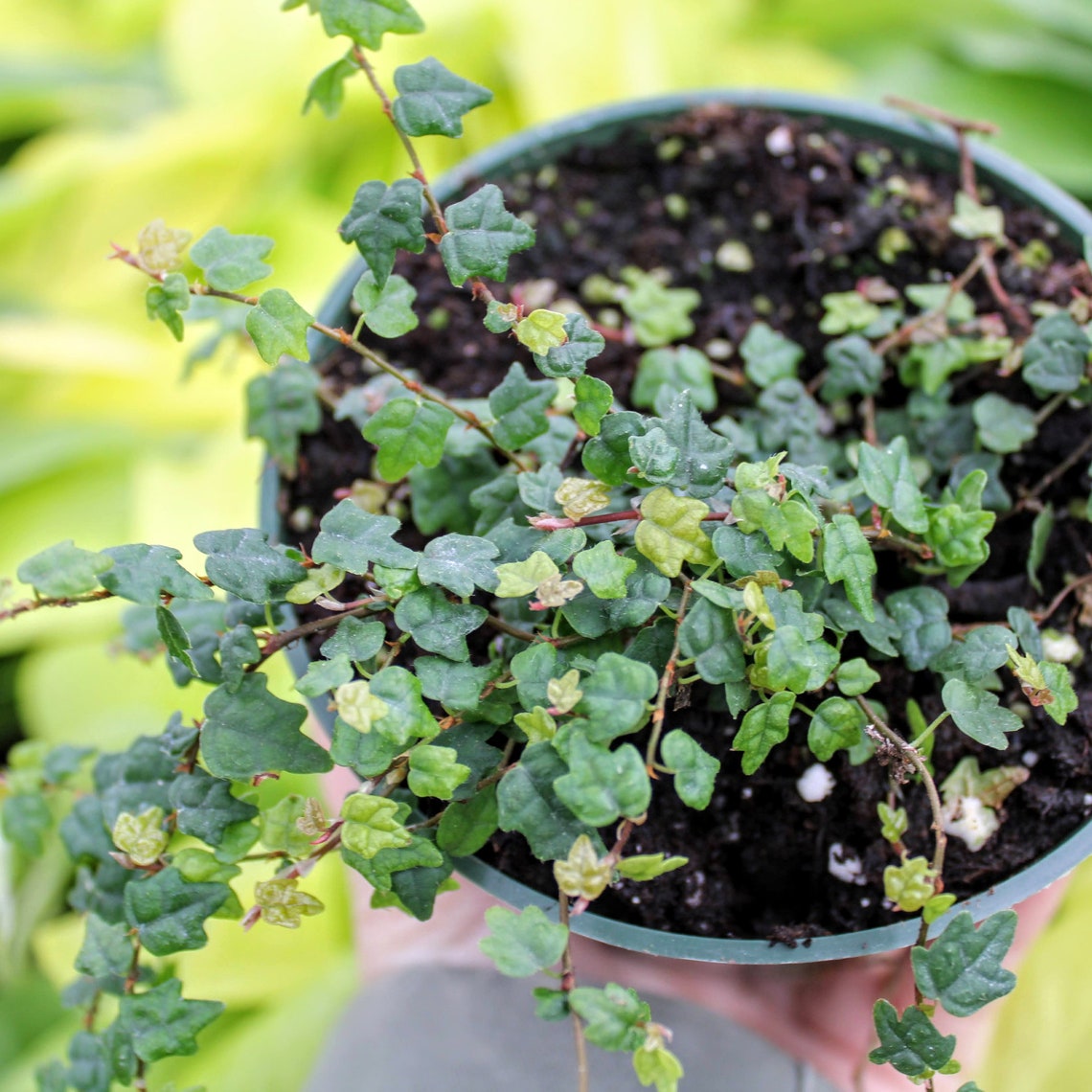 Ficus pumila 'Quercifolia' Oakleaf creeping fig | Etsy