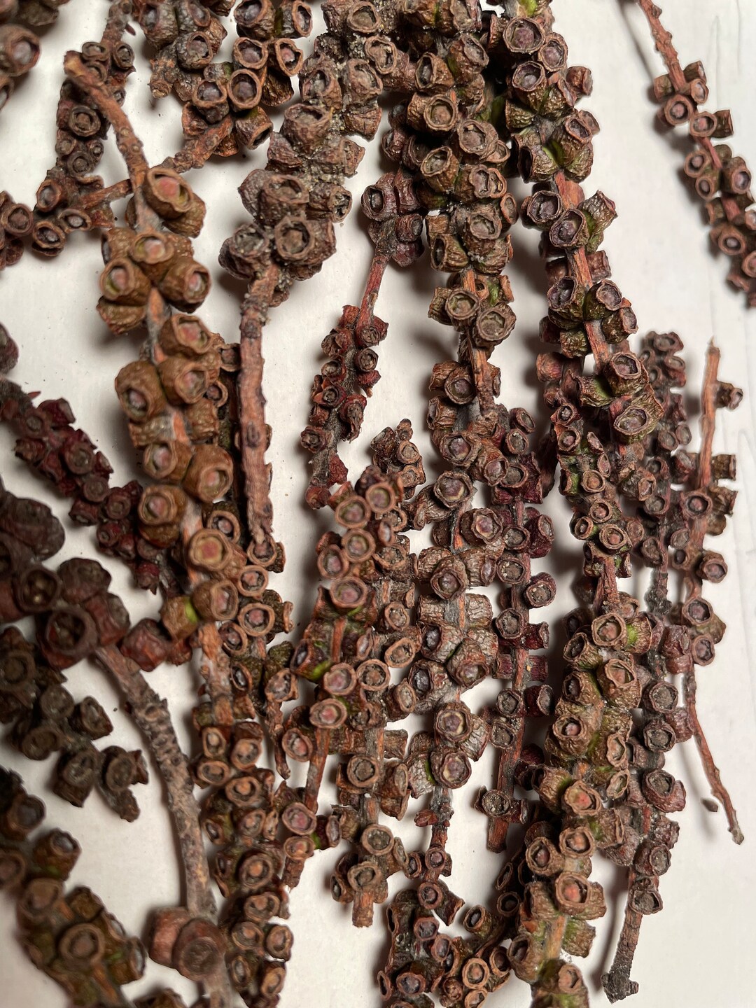 Paperbark Tree Pods 25 Dried Seed Pod Stalks - Etsy