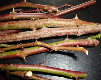 Thorn carving | Etsy