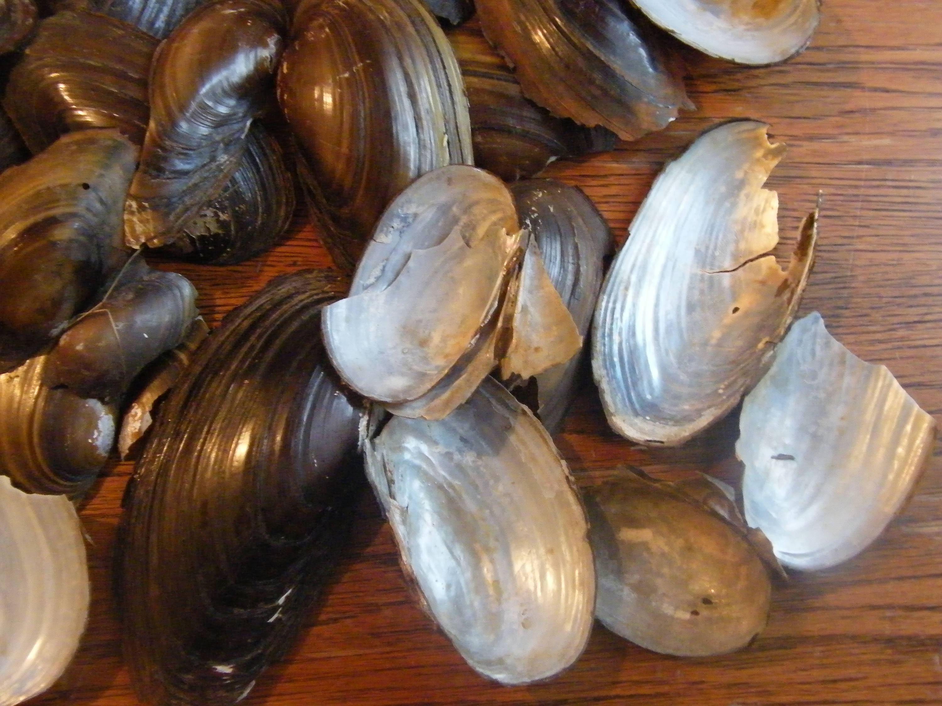 Nova Scotia Freshwater Clam Shell Pieces 5 Ounces | Etsy