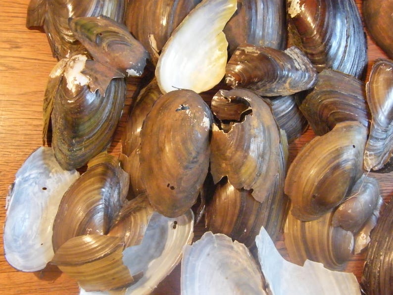 Nova Scotia Freshwater Clam Shell Pieces 5 Ounces - Etsy