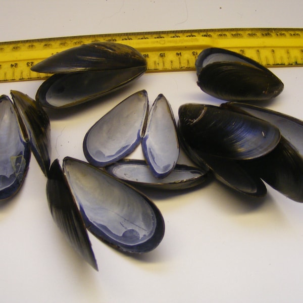Mussel Shells - Etsy