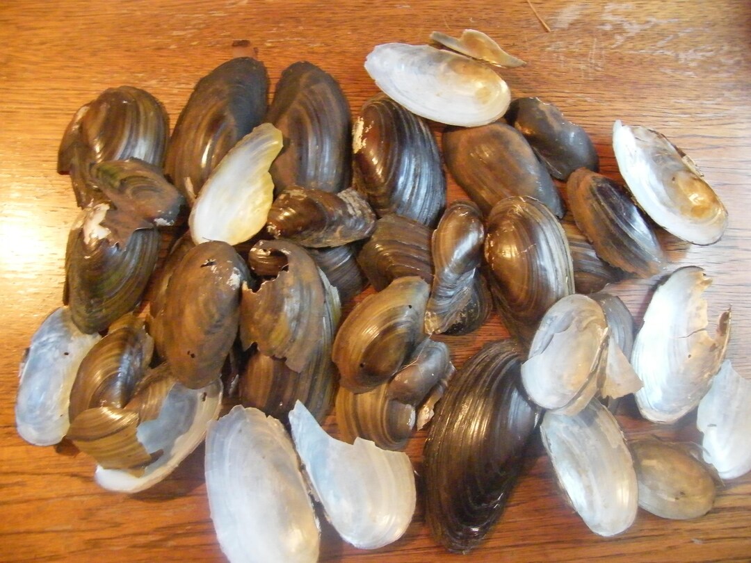 Nova Scotia Freshwater Clam Shell Pieces 5 Ounces - Etsy