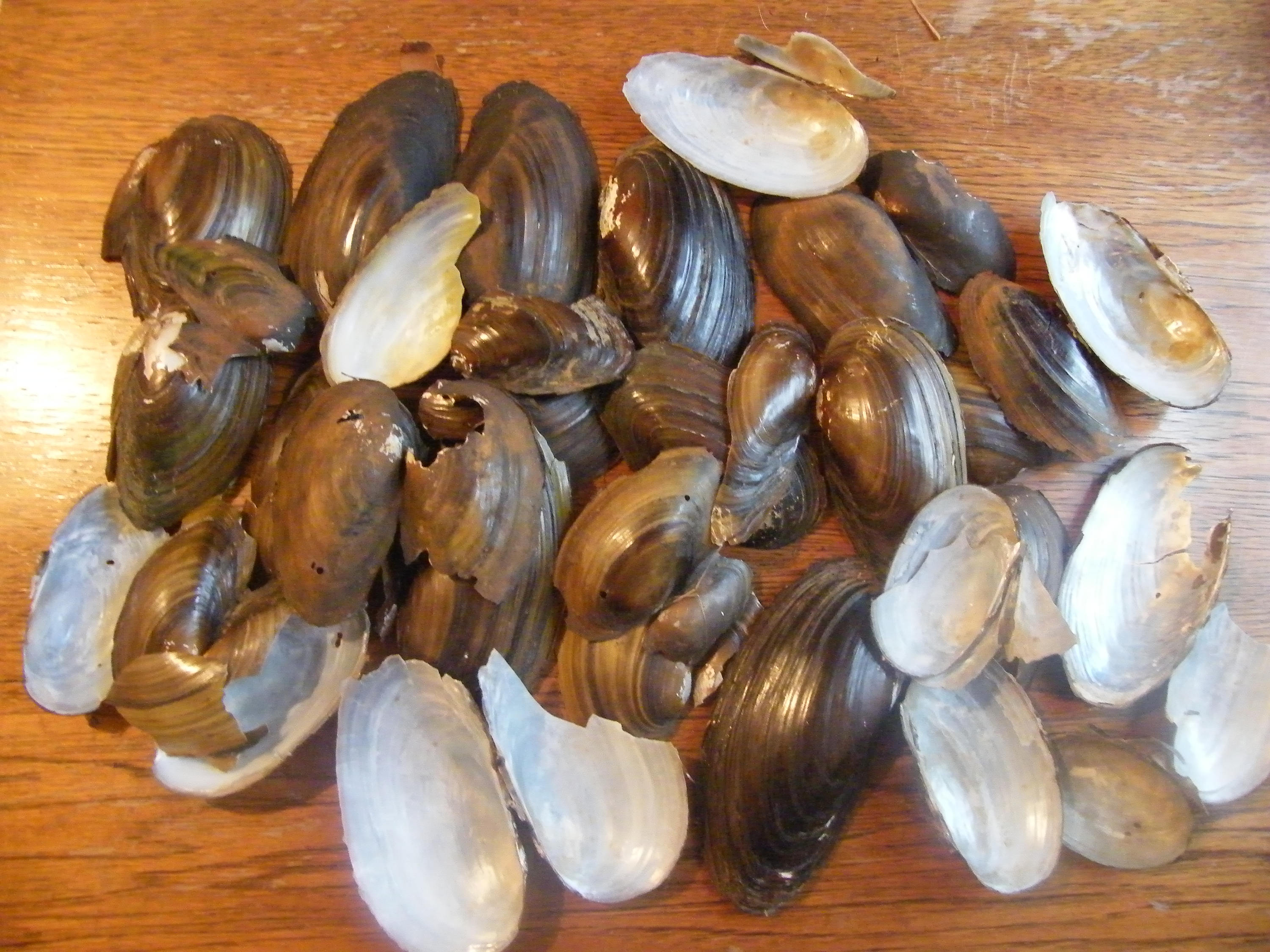 Nova Scotia Freshwater Clam Shell Pieces 5 Ounces | Etsy